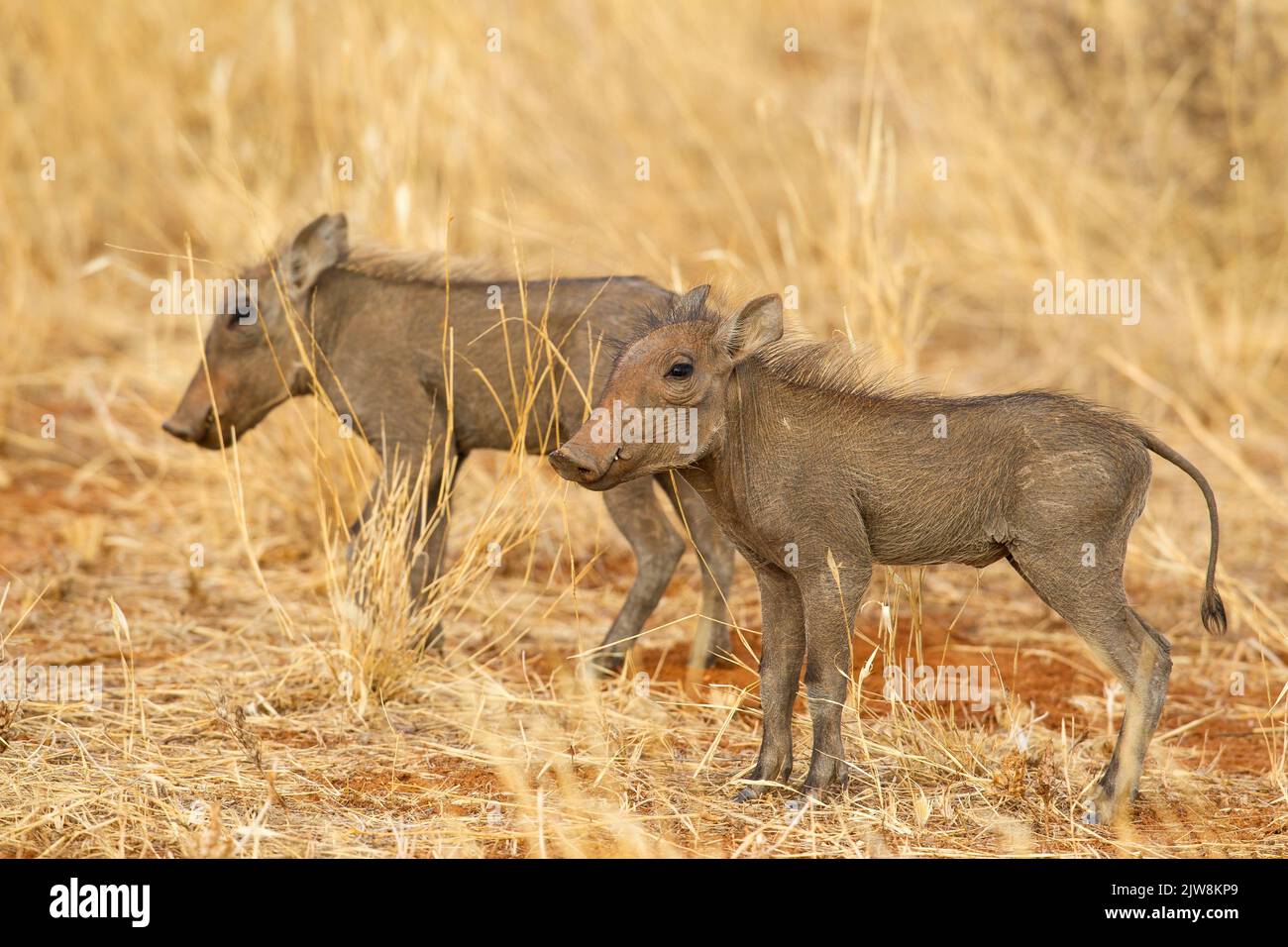 Common Warthog (Phacochoerus africanus) piglets Stock Photo - Alamy