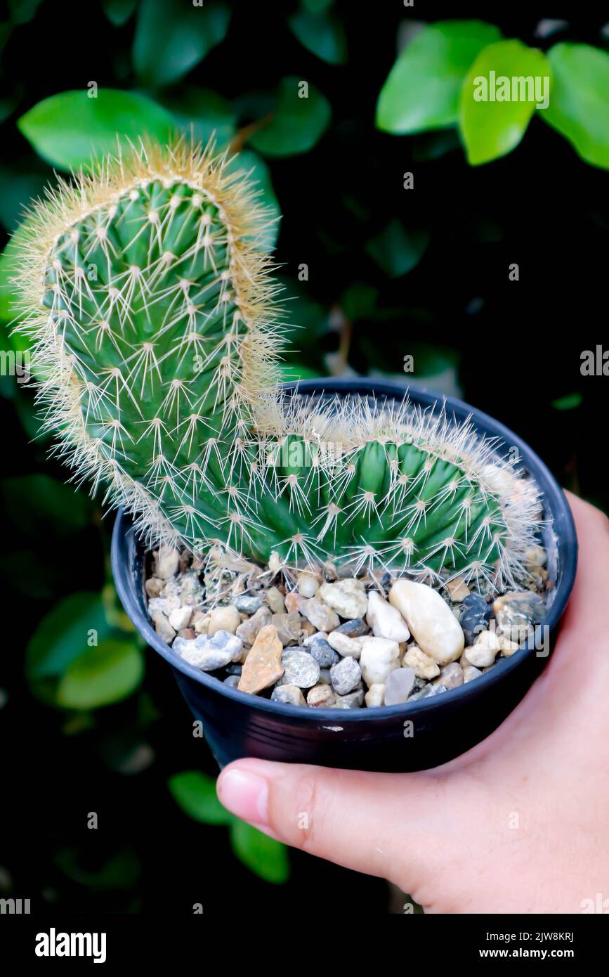 Opuntia parryi serpentina cristata hi-res stock photography and images ...
