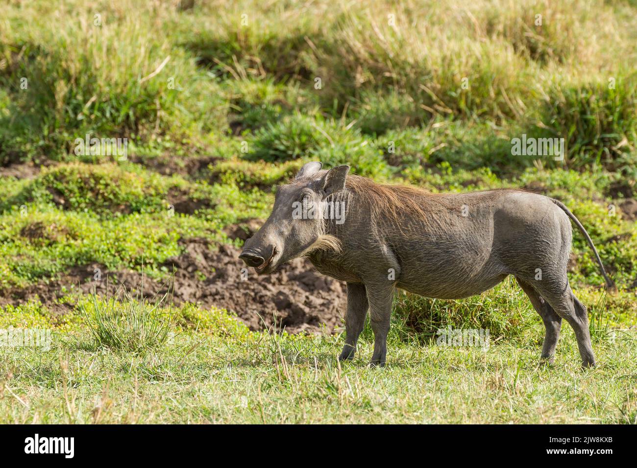 Common Warthog (Phacochoerus africanus Stock Photo - Alamy