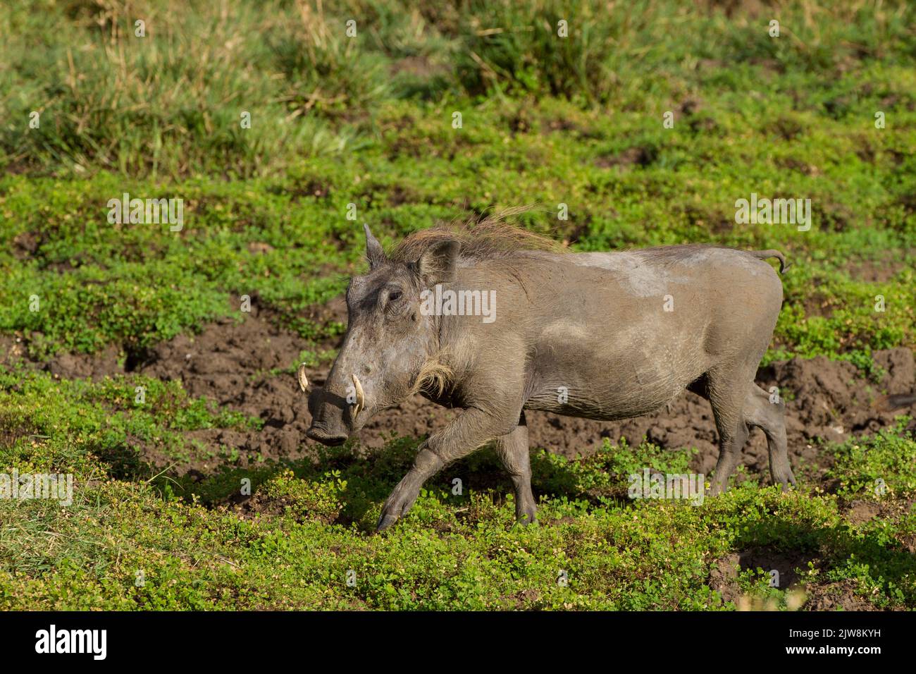 Savanna warthog phacochoerus hi-res stock photography and images - Alamy