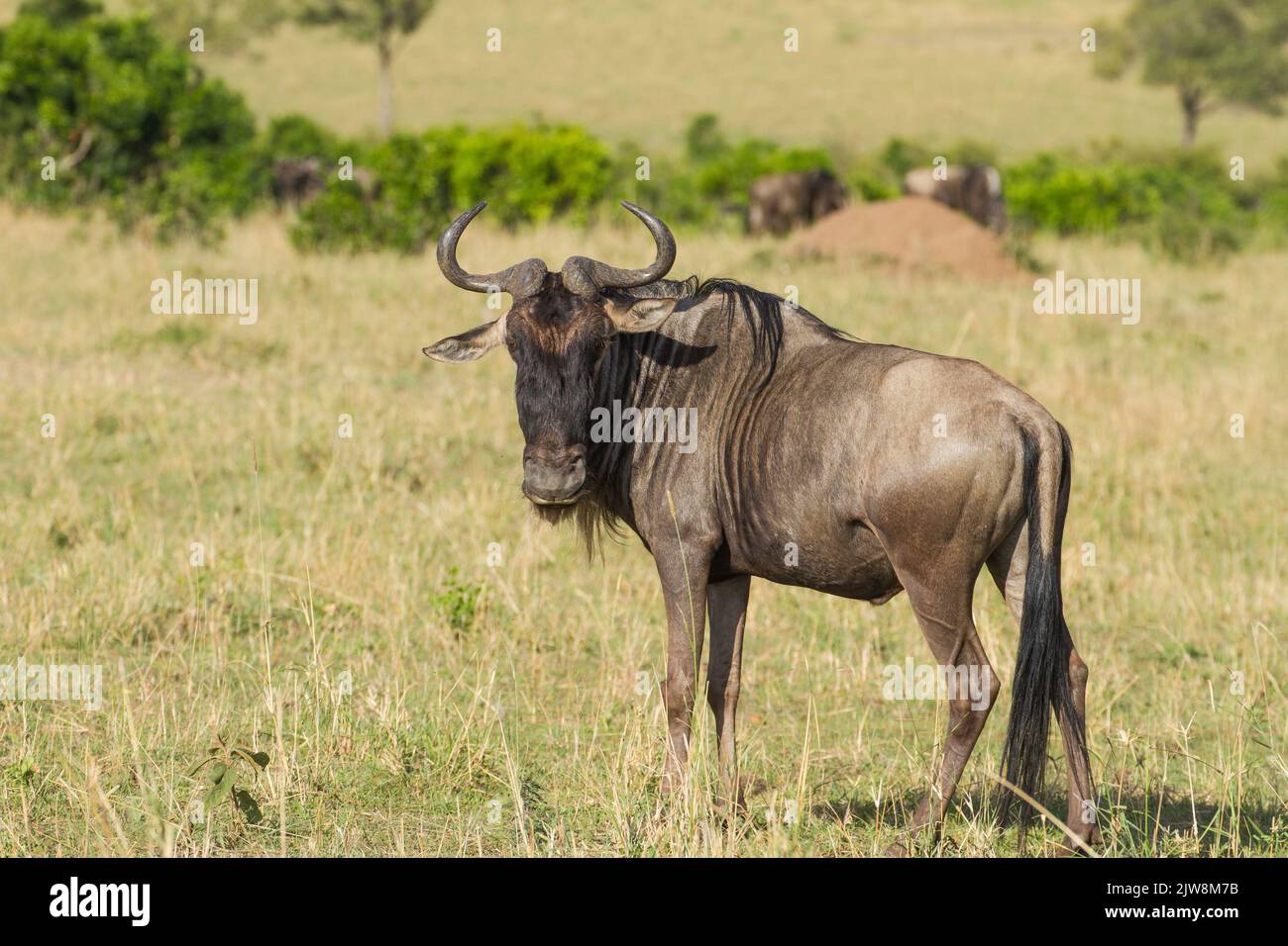 Wildebeest side profile hi-res stock photography and images - Alamy