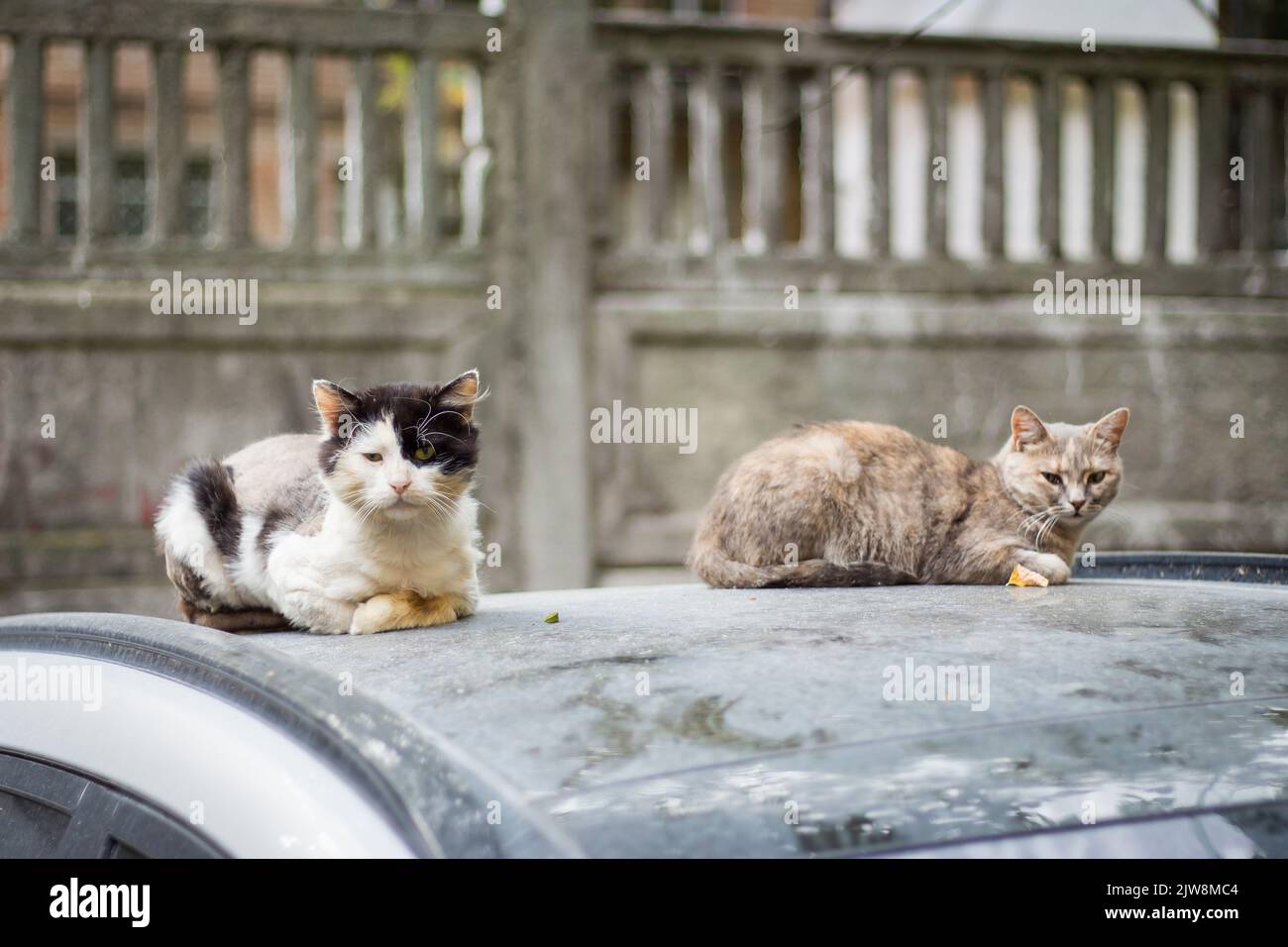Homeless cats on car roof. Wild cats sitting on car and looking at ...