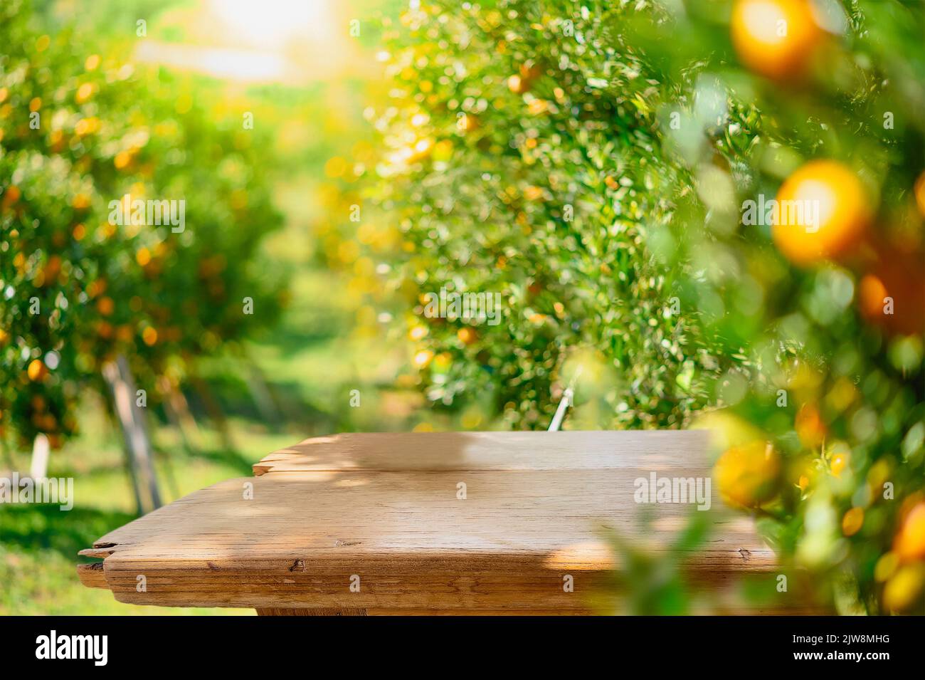 Empty wood table with free space over orange trees, orange field ...