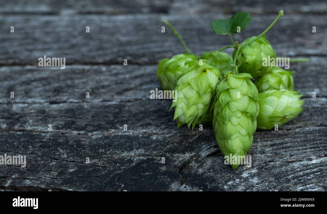 Green hop cones on wooden table. Hop cones at harvesting time Stock ...