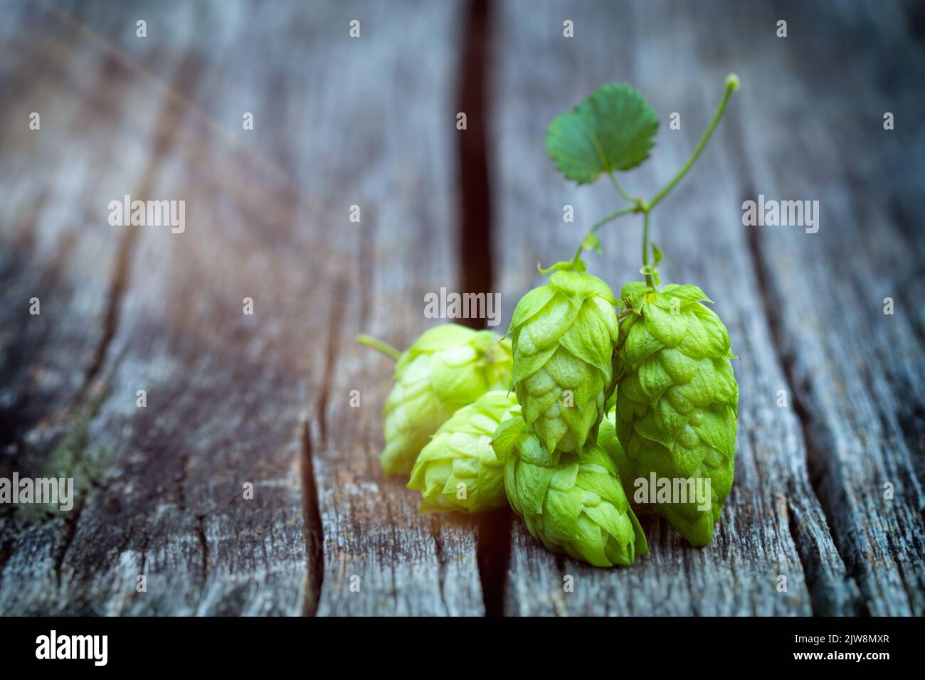 Green hop cones on wooden table. Hop cones at harvesting time Stock ...