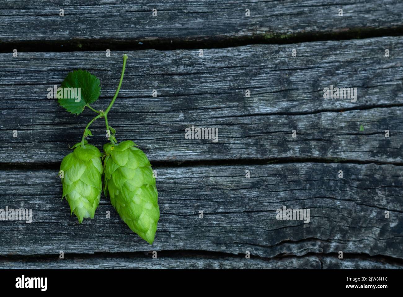 Green hop cones on wooden table. Hop cones at harvesting time Stock ...