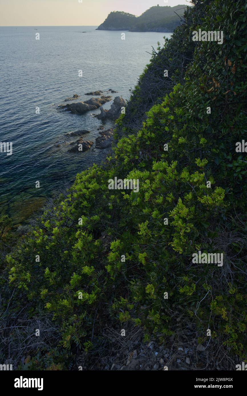Coastal landscape of Hyeres and Presqu'iles de Giens at sunset, France ...