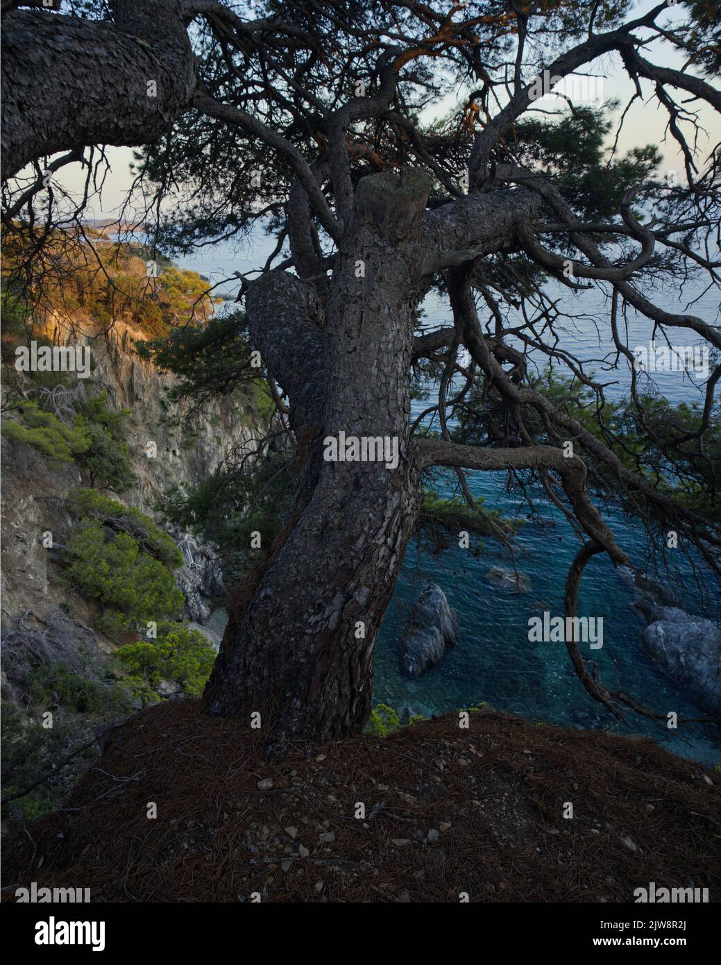 Mediterranean pine tree hi-res stock photography and images - Alamy