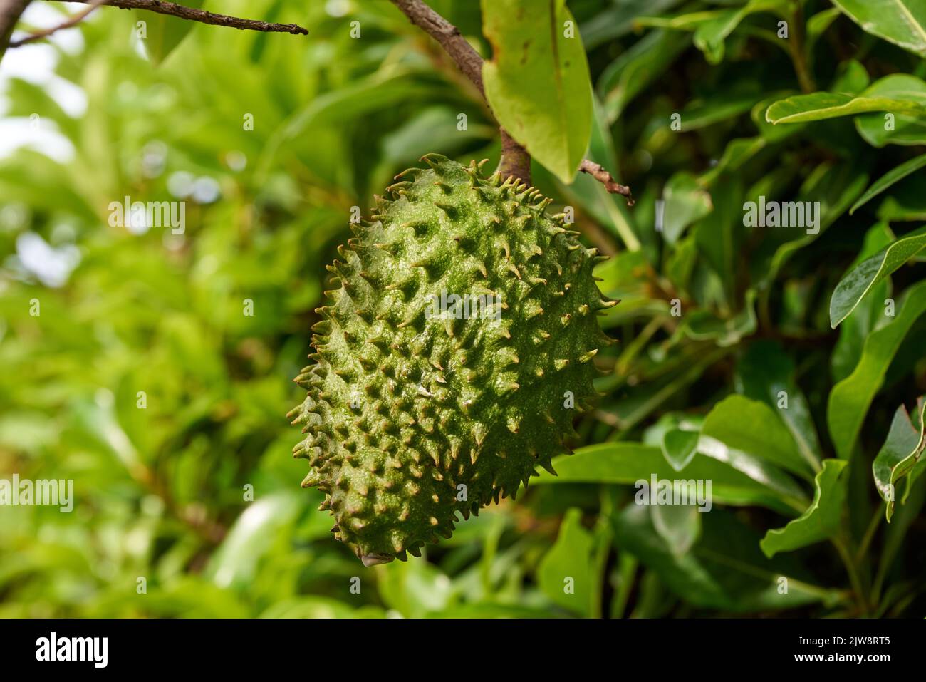 Graviola tree hi-res stock photography and images - Alamy