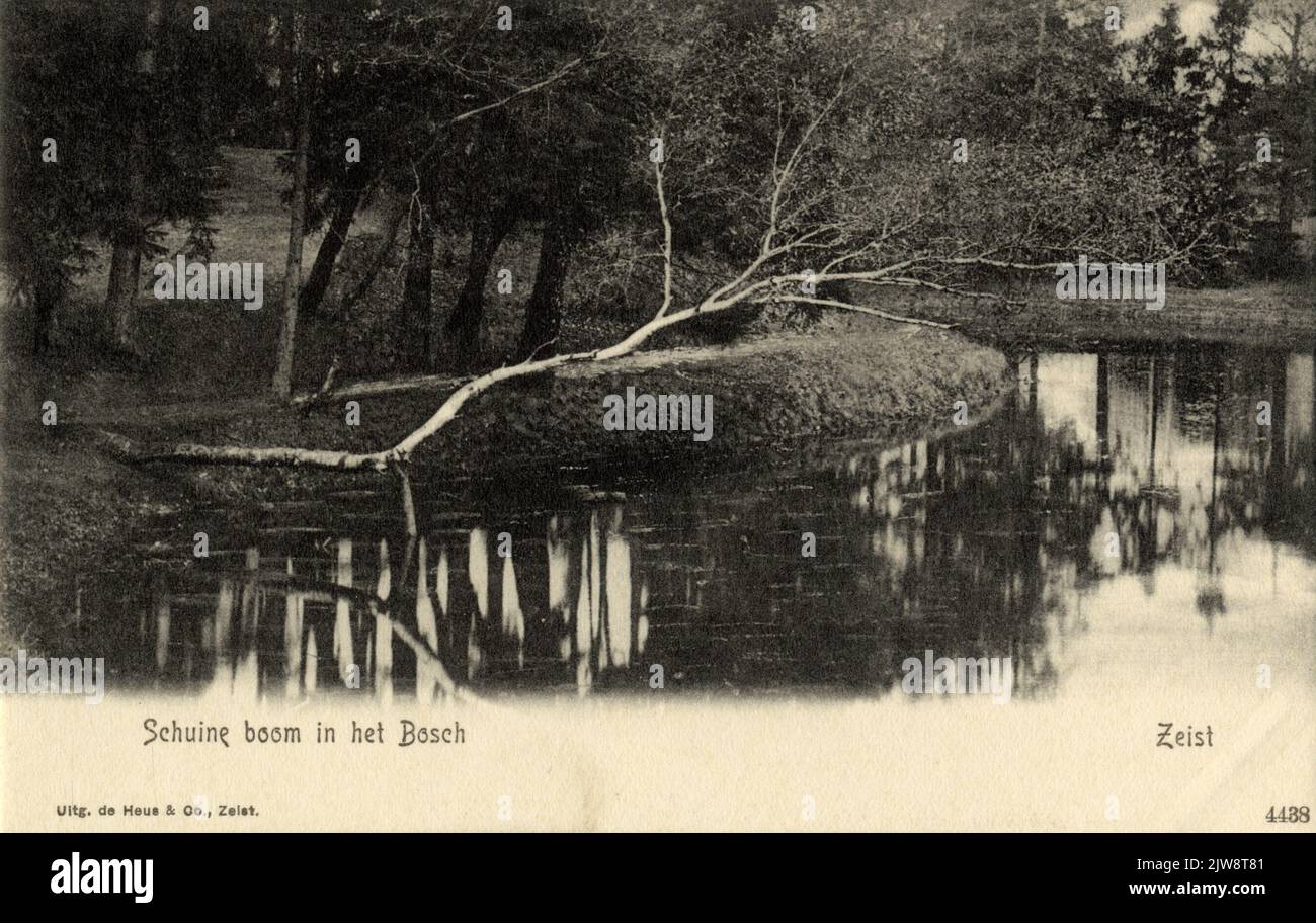 Sloping tree in the Bosch Zeist Recto Stock Photo - Alamy