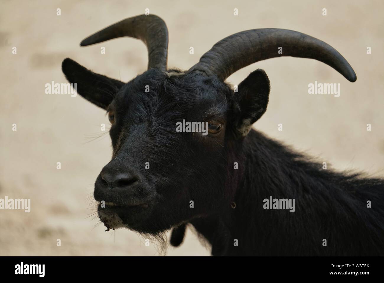 The close-up portrait of a black American Pygmy with horns before the ...