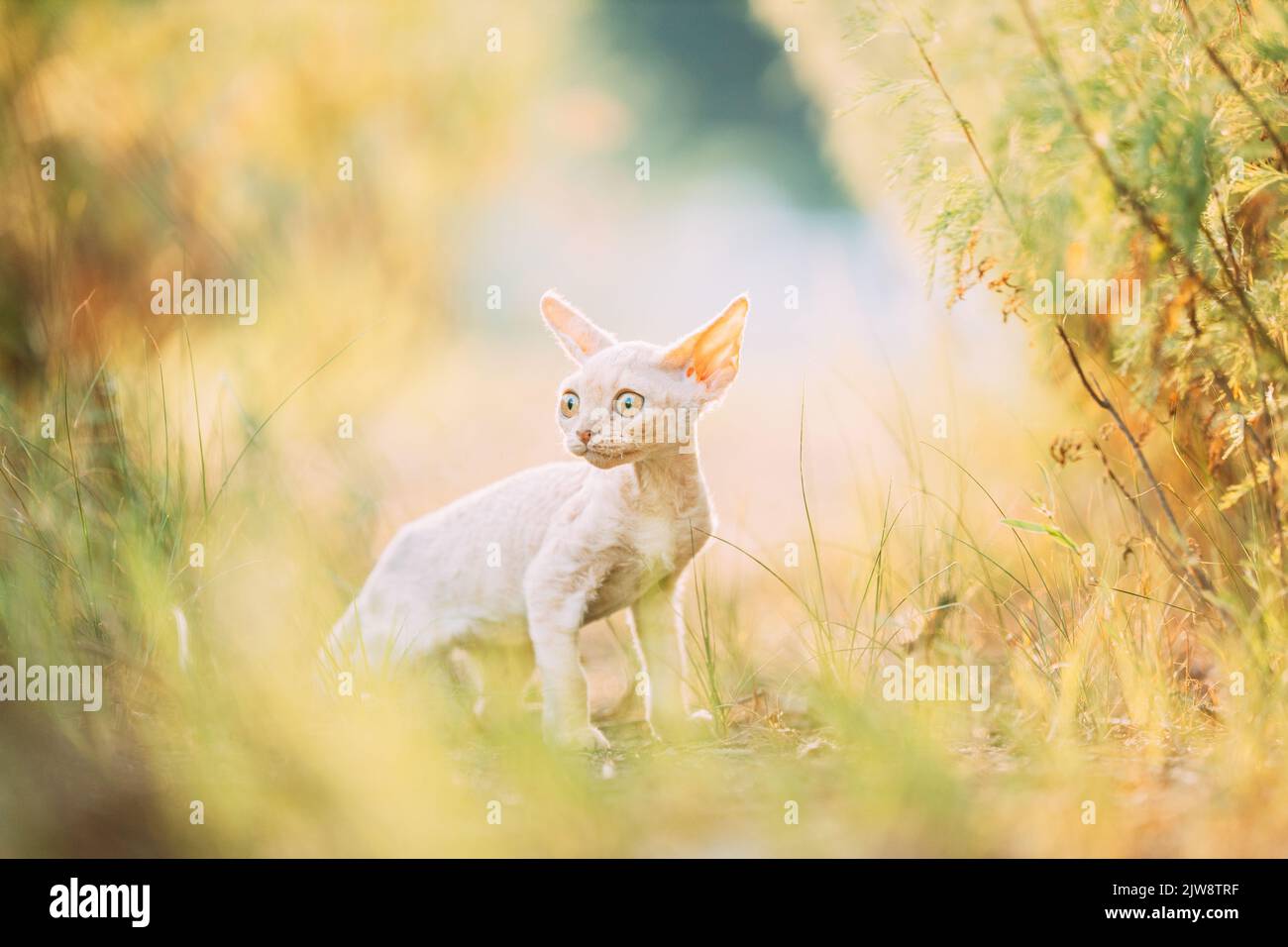 Funny Curious Afraid Young Red Ginger Devon Rex Kitten Staying In Green ...