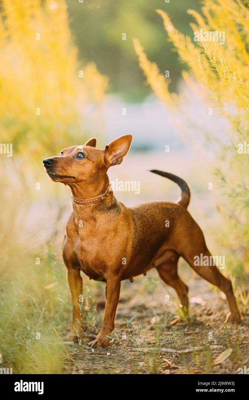Brown Min Pin, miniature, pincher, Pinscher, Zwergpinscher Posing ...