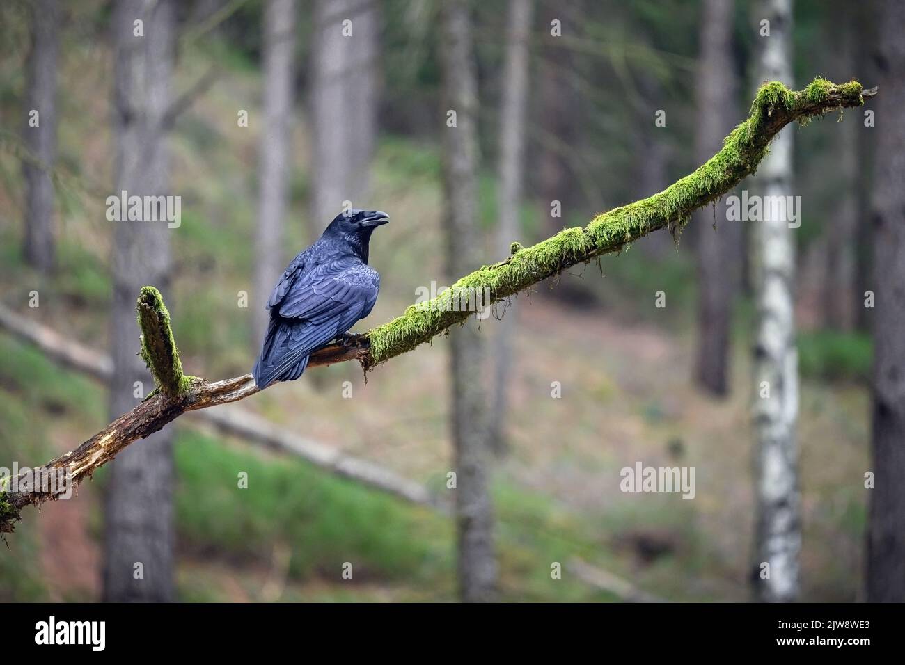 The great raven flies through the forest in search of food Stock Photo ...