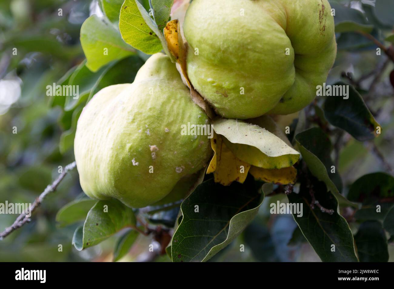 Quince fruits growing Stock Photo - Alamy