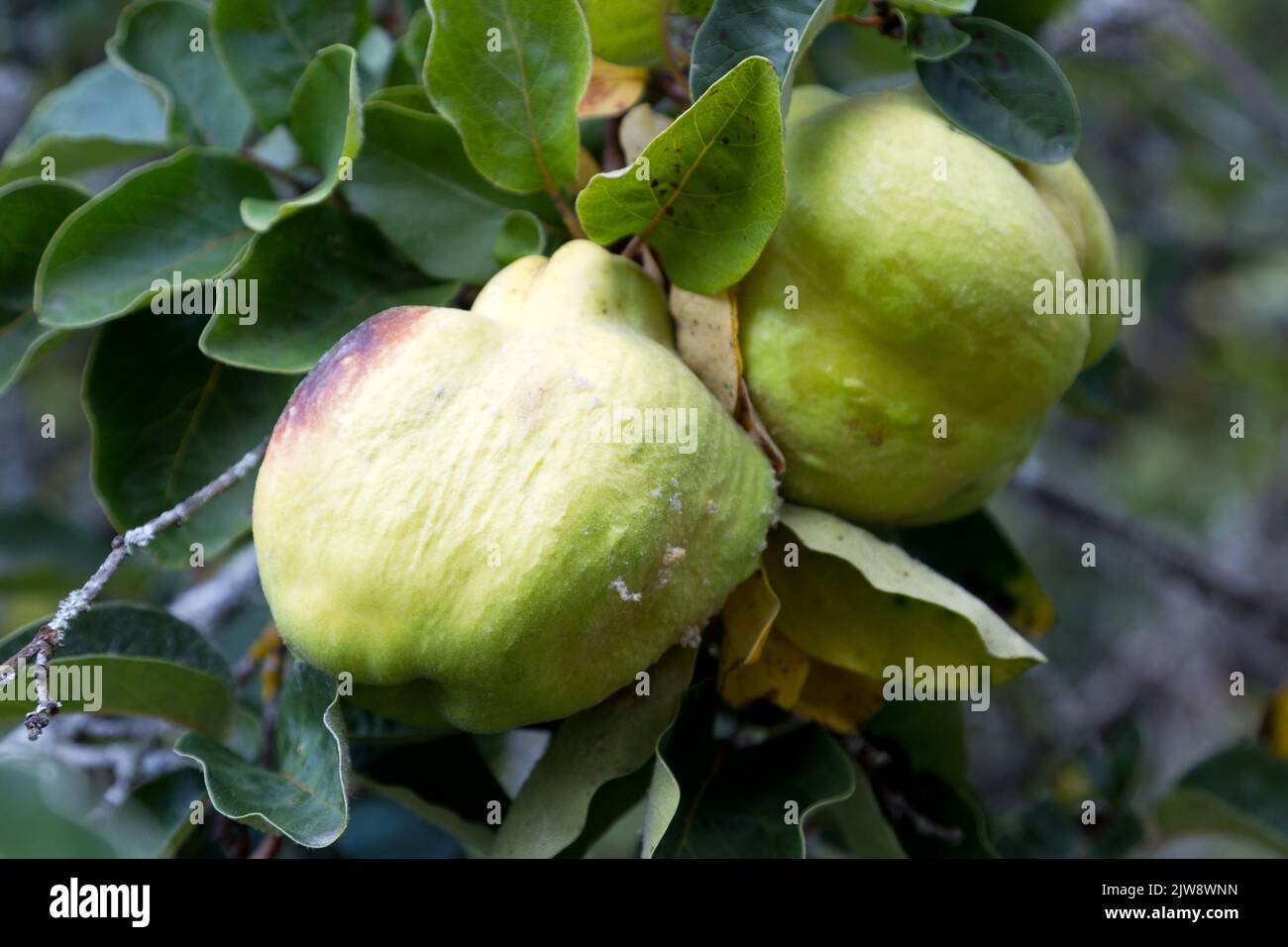 Quince fruits growing Stock Photo - Alamy