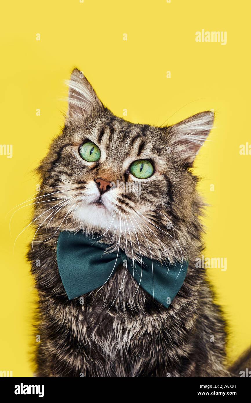 Funny cat in bow tie and glasses sitting on yellow background Stock ...