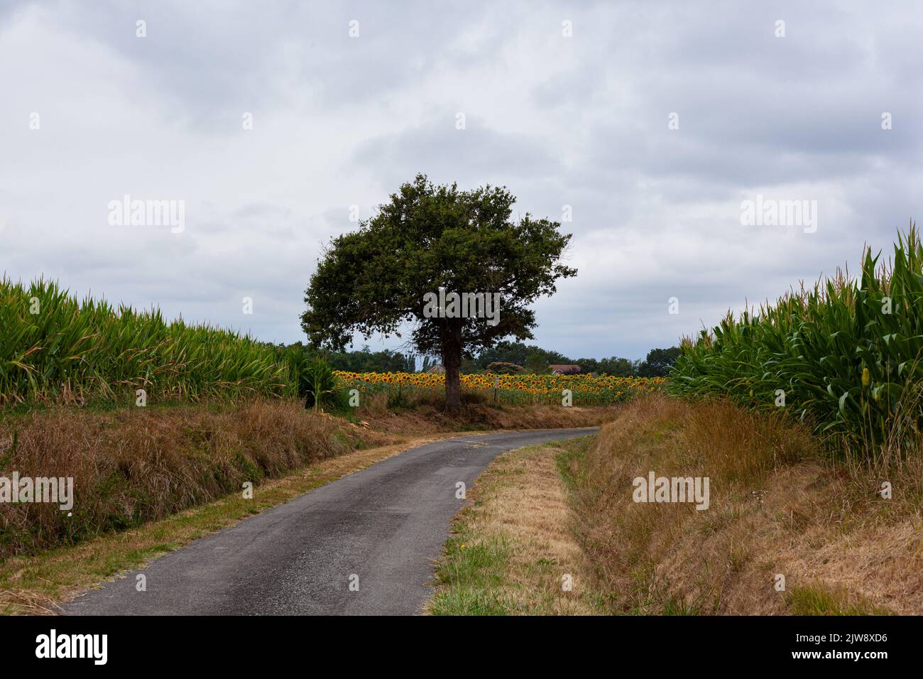 Early morning view of the field along the Chemin du Puy, French route ...
