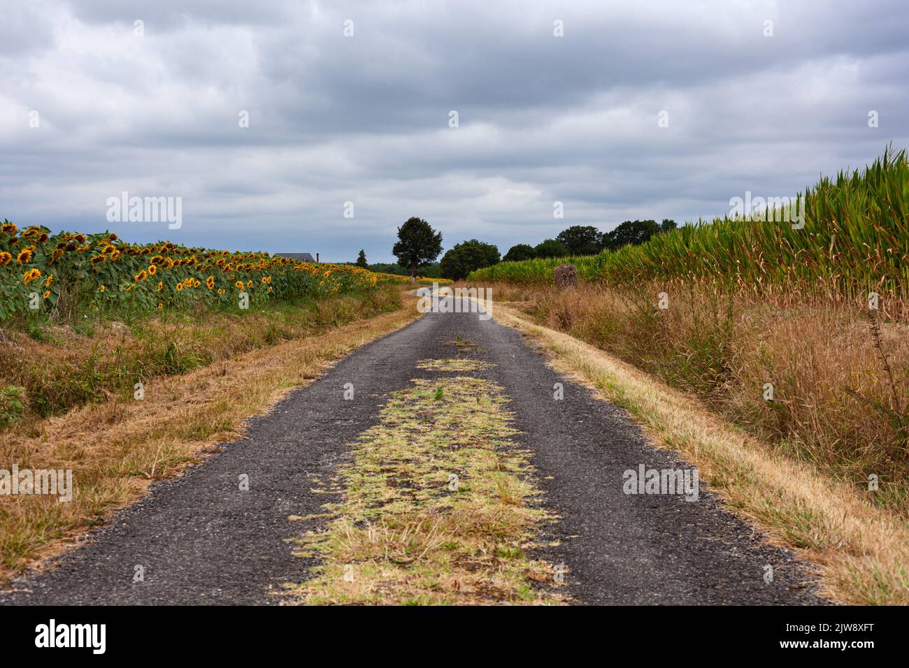 Early morning view of the field along the Chemin du Puy, French route ...