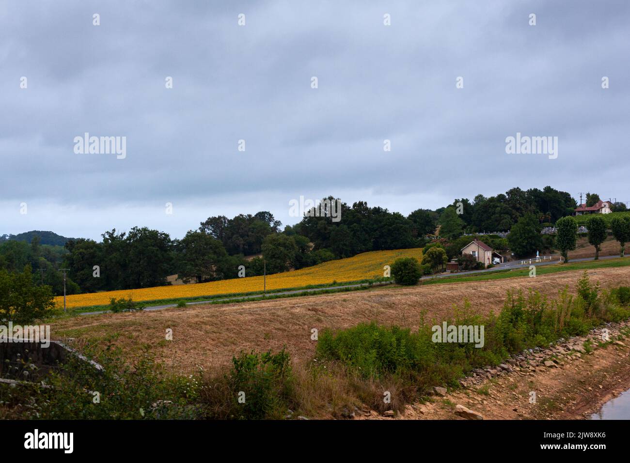Real Panorama Landscape of Sunflower fields at cloudy sky along the ...