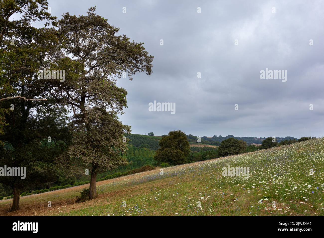 Field along the Chemin du Puy, French route of the way of St James ...