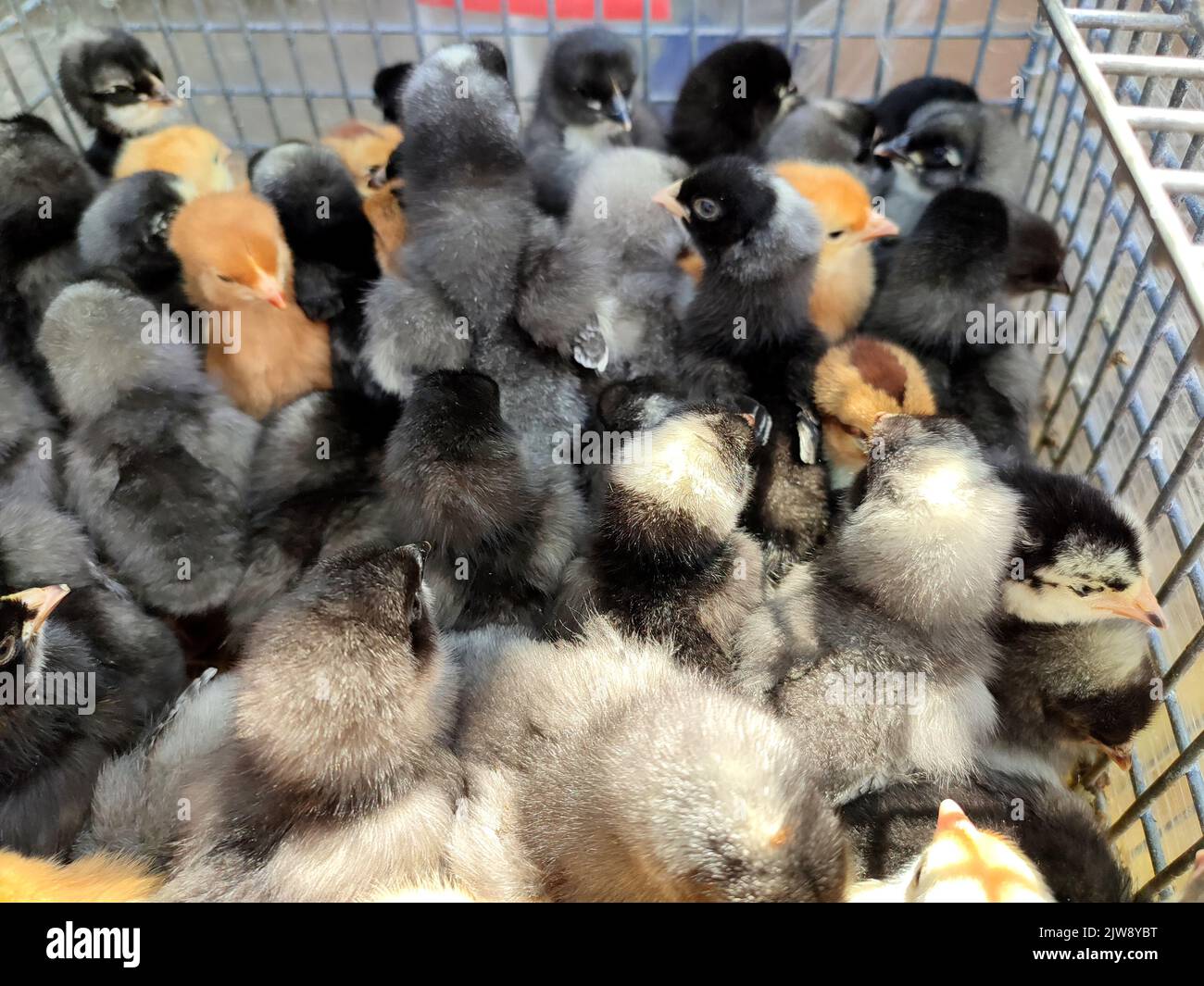 Many little yellow, black, gray young chickens on farm close-up. Many ...