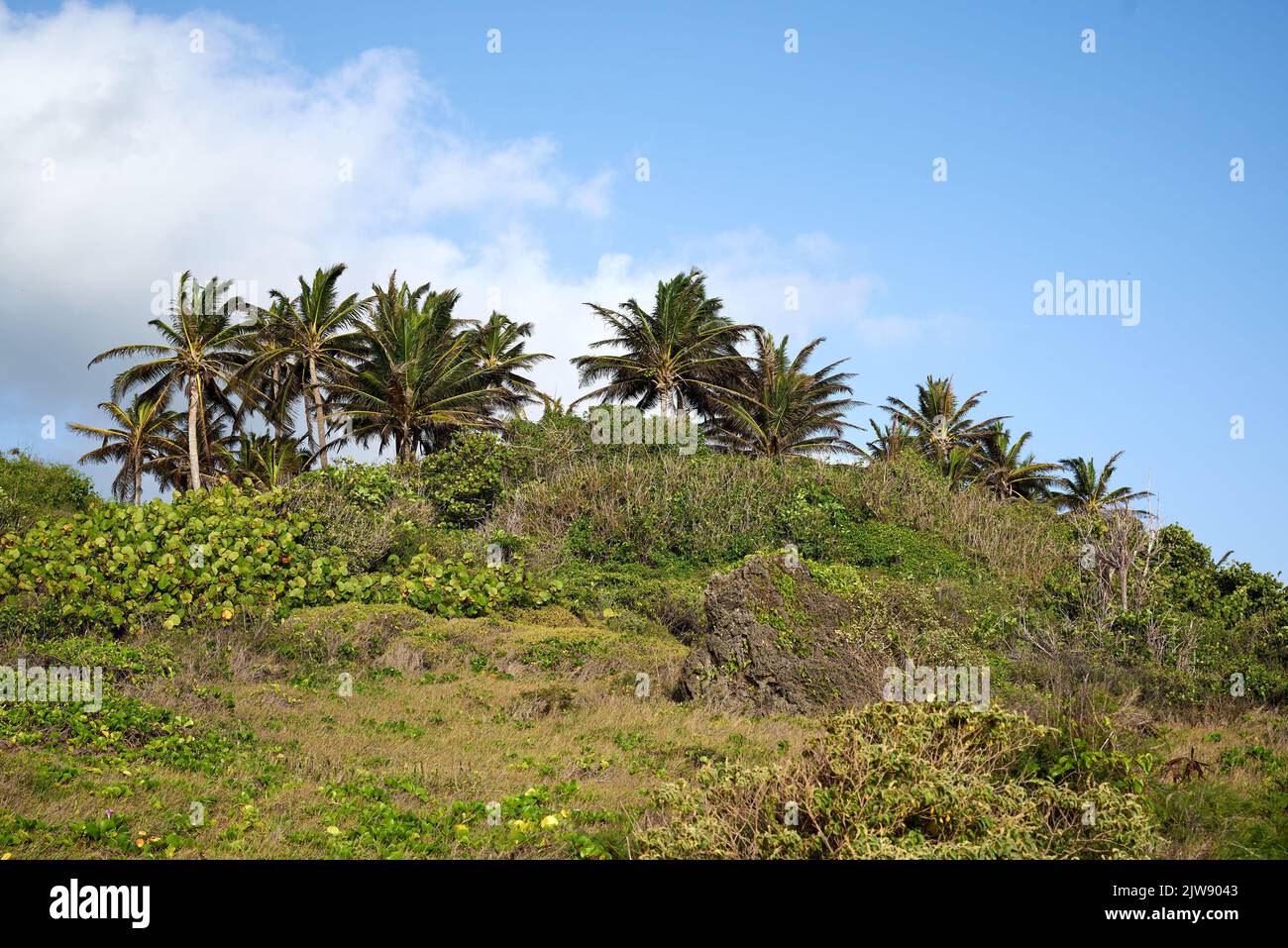 A natural landscape of a hill covered in greenery Stock Photo - Alamy