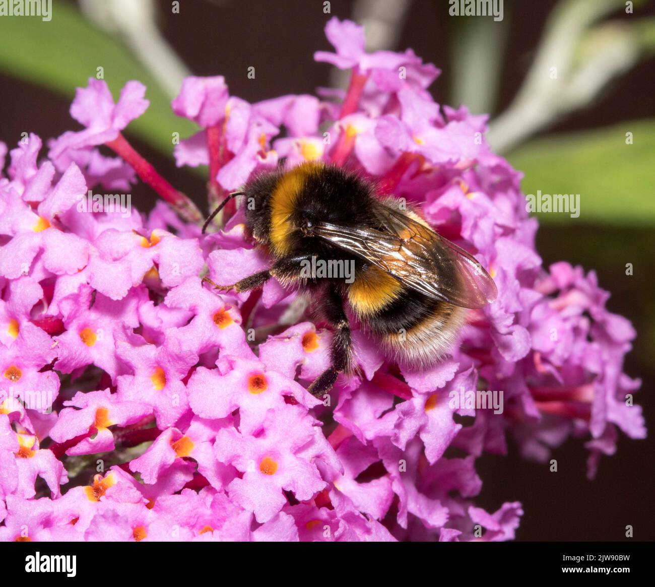 Bumblebee Bombus Terrestris on Pink Buddleia Stock Photo - Alamy