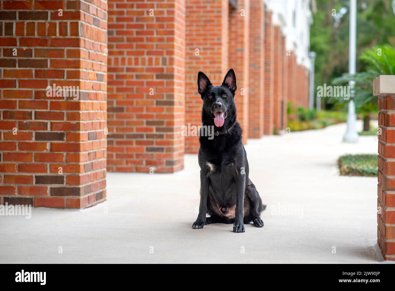 Black German Shepherd Dog, working line shepherd. Portrait of a black ...