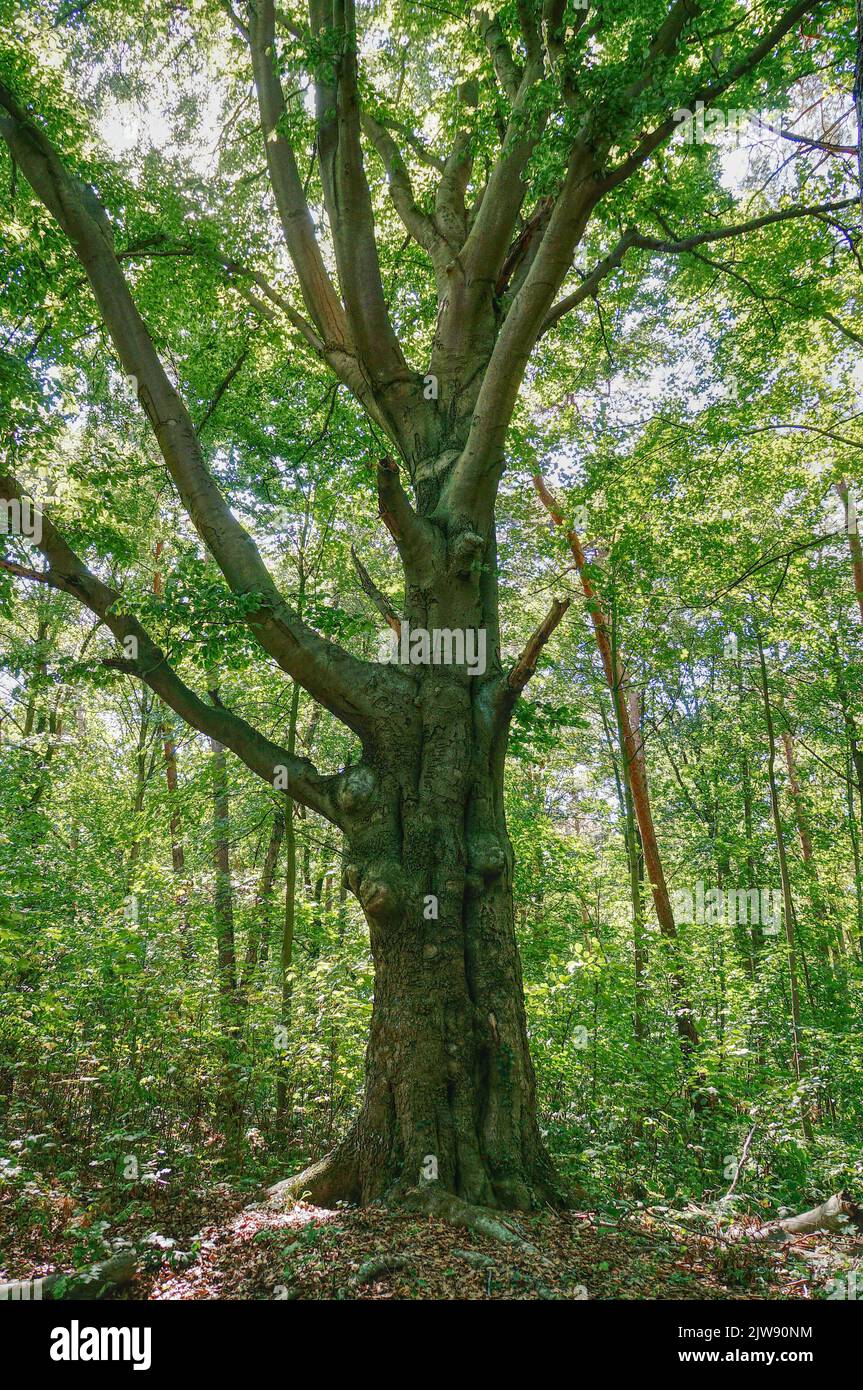 Alte buche hi-res stock photography and images - Alamy