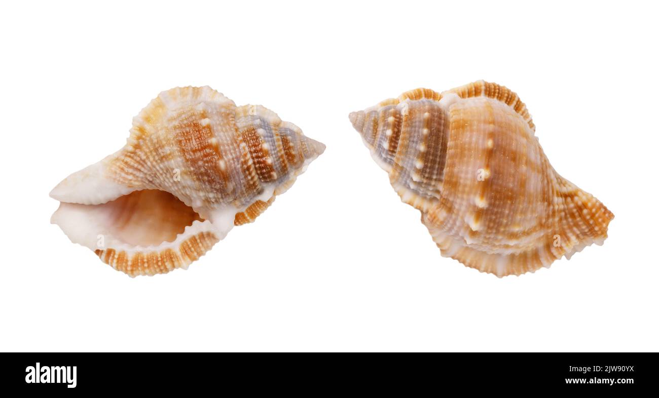 Seashell isolated on white background. Seashell for you design Stock ...