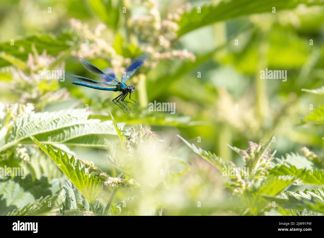 Male banded demoiselle damselfly (Calopteryx splendens) in flight ...