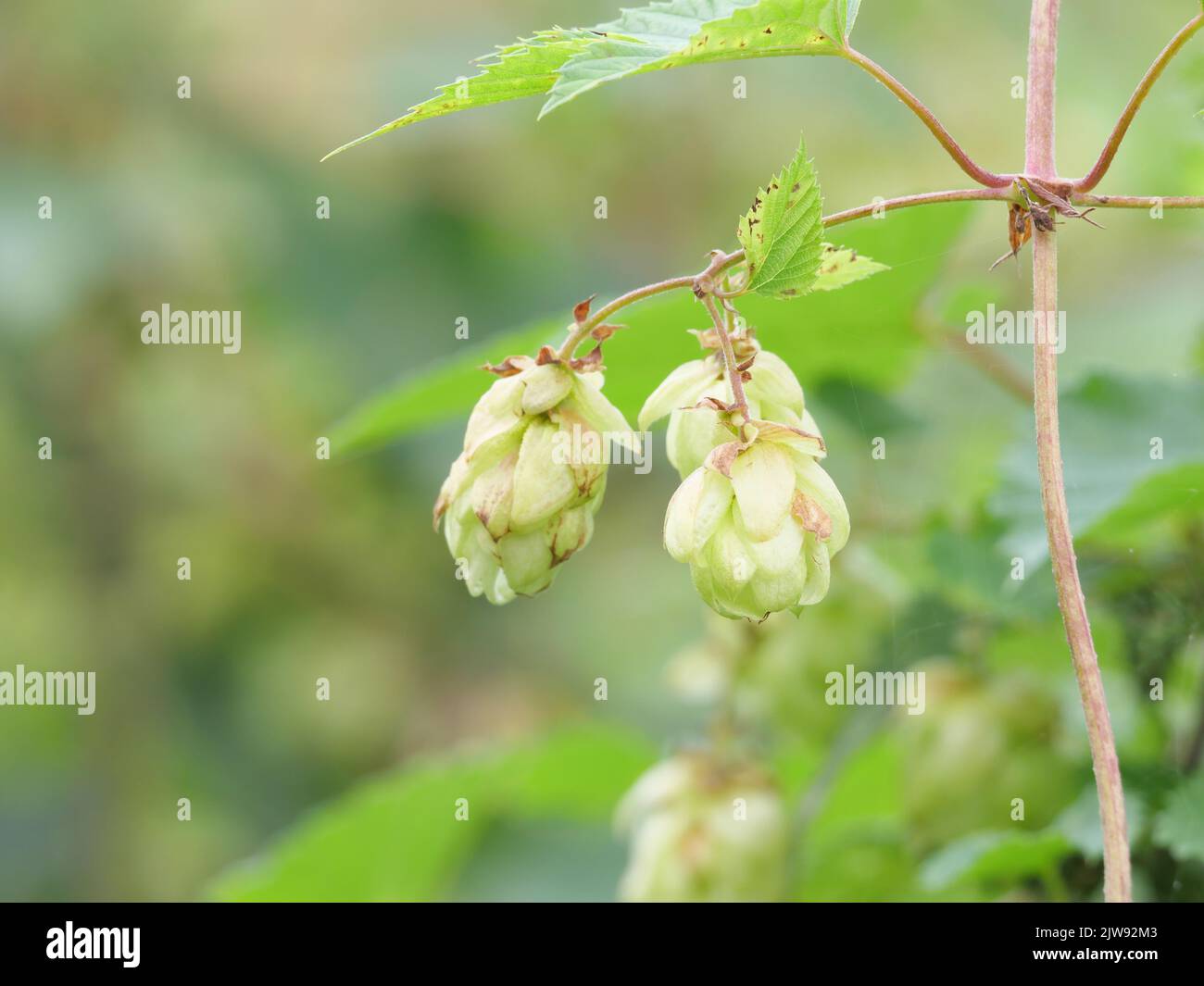 Green ripe hop cones on wild hops, Humulus lupulus in early September ...