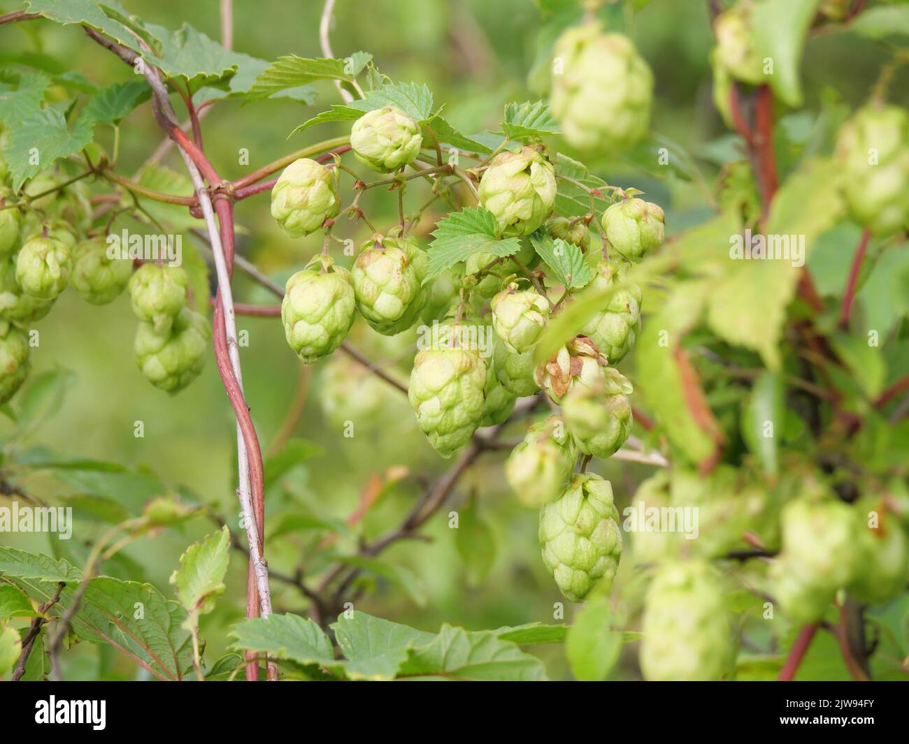Green ripe hop cones on wild hops, Humulus lupulus in early September ...