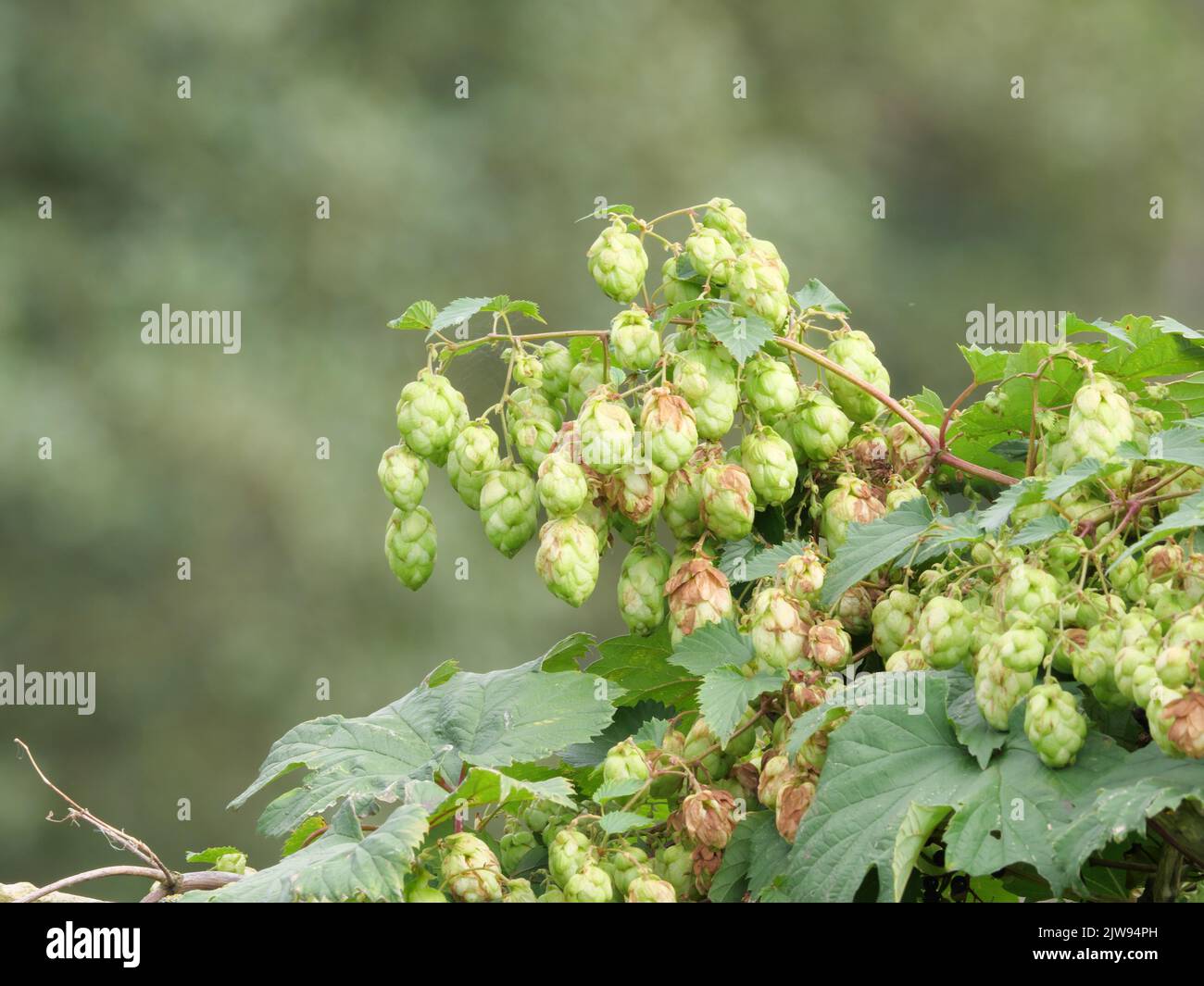 Green ripe hop cones on wild hops, Humulus lupulus in early September ...