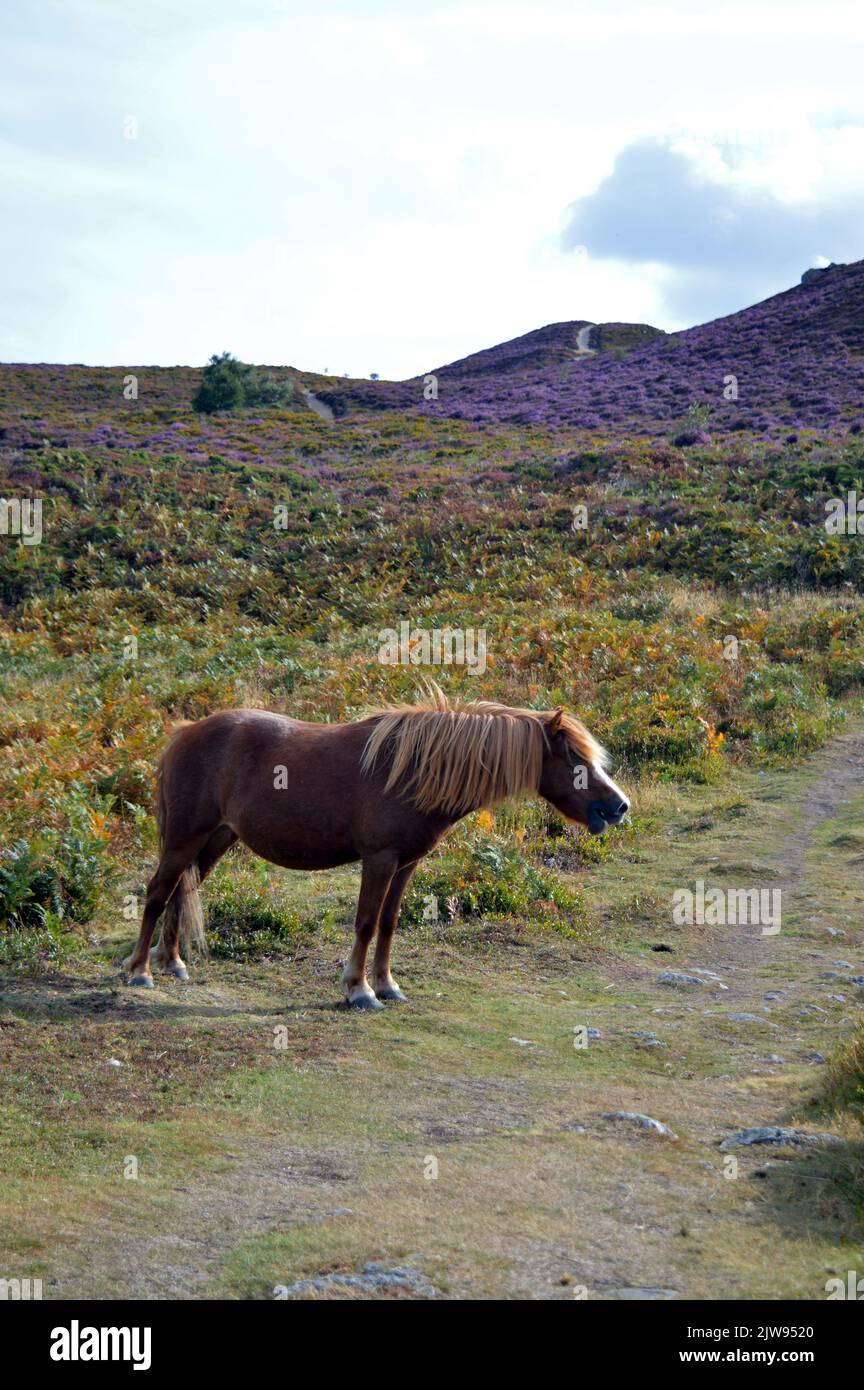 Carneddau pony on Conwy mountain Stock Photo - Alamy