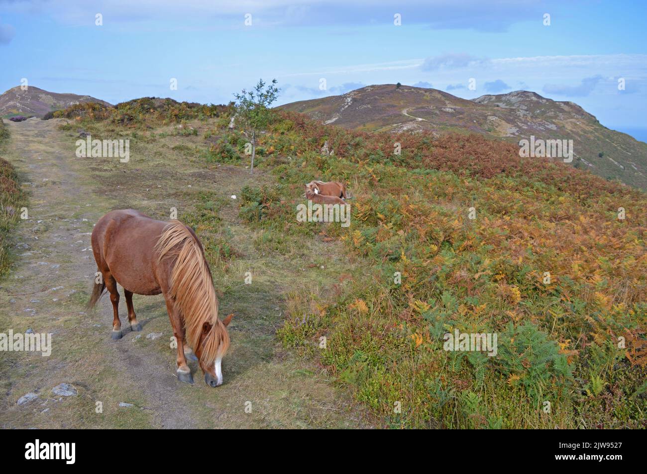 Carneddau ponies on Conwy mountain Stock Photo - Alamy