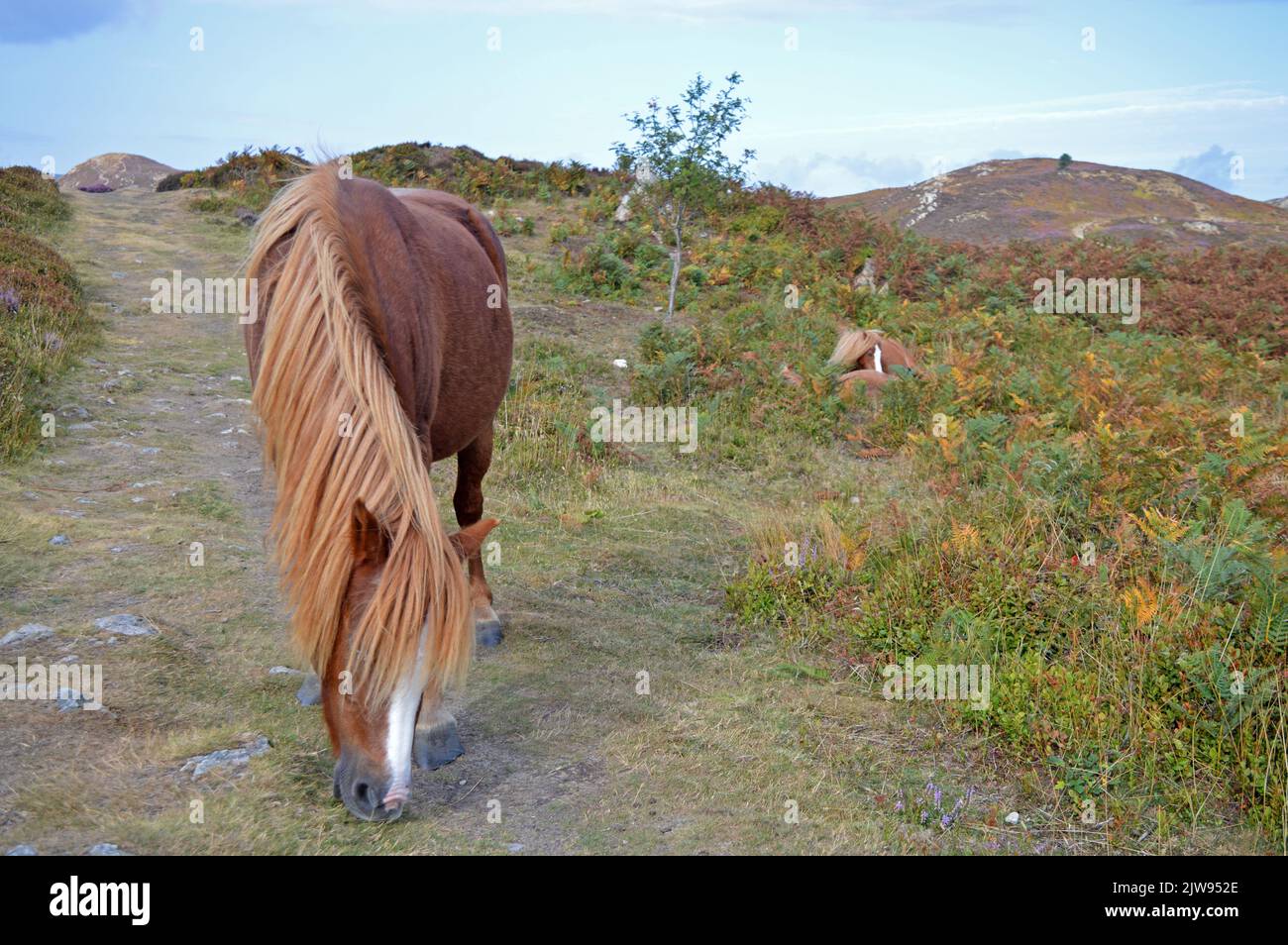 Carneddau mountain ponies hi-res stock photography and images - Alamy