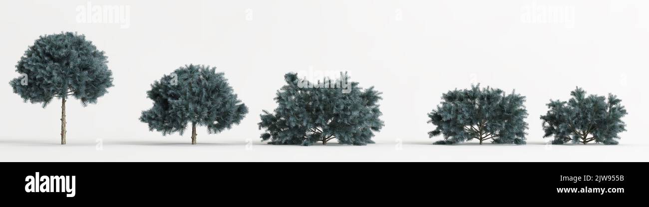 3d illustration of set picea pungens glauca globosa tree isolated on ...