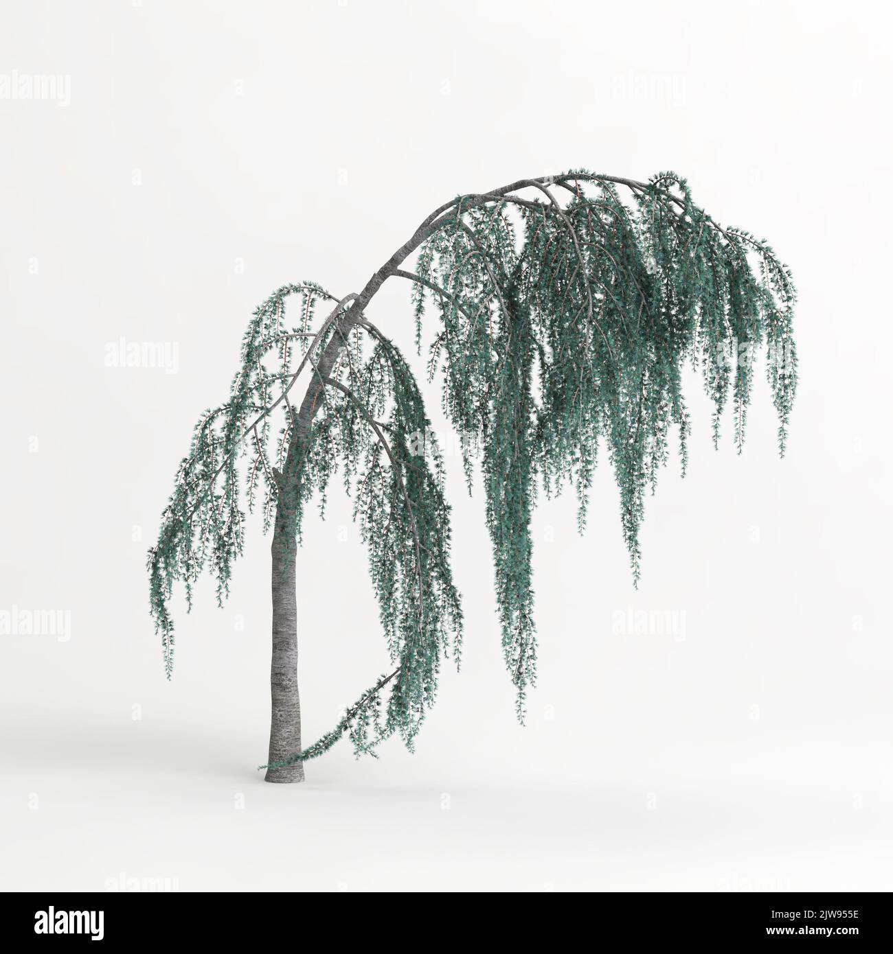 3d illustration of cedrus atlantica glauca pendula tree isolated on ...
