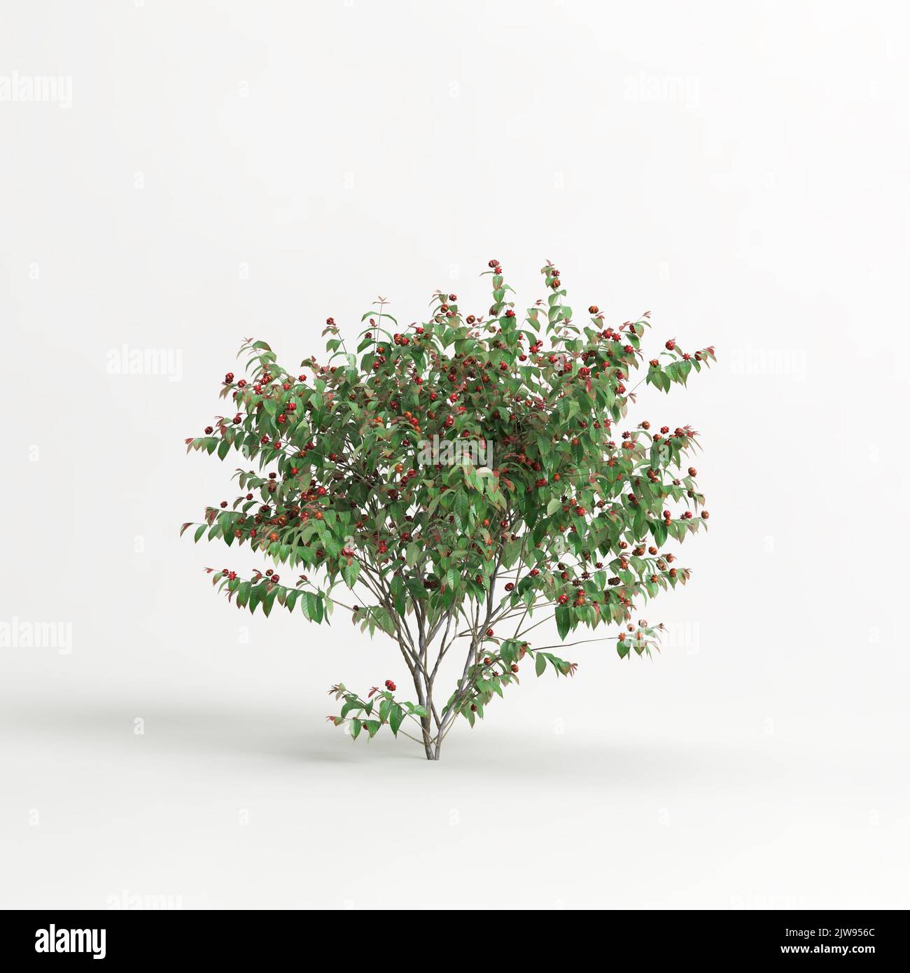 3d illustration of eugenia uniflora tree isolated on white background ...