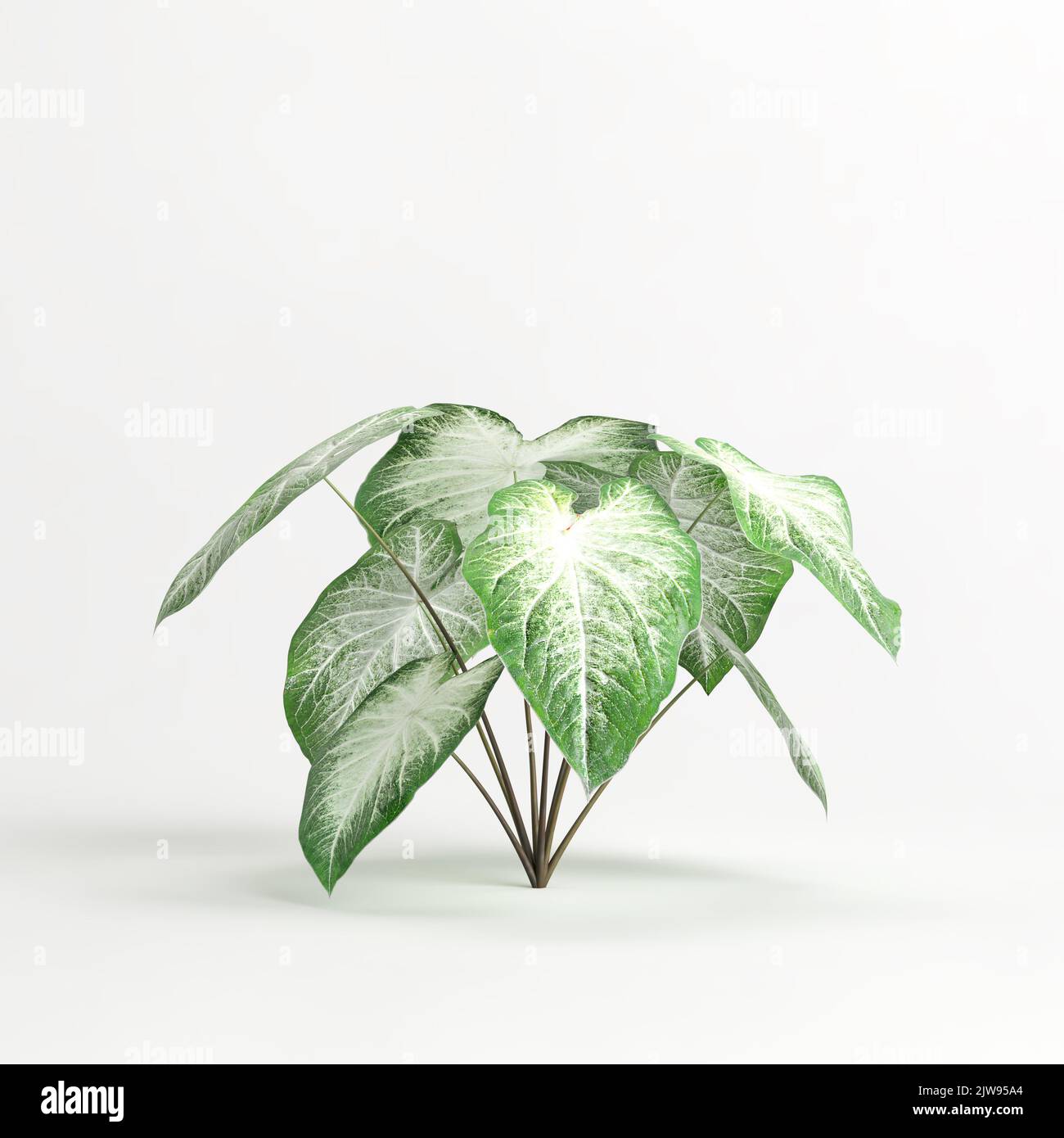 3d illustration of caladium aaron isolated on white background Stock ...