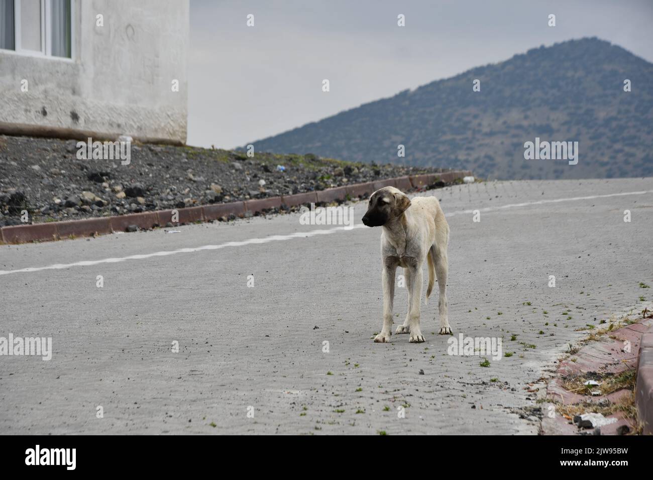 A view of a homeless dog in the street Stock Photo - Alamy