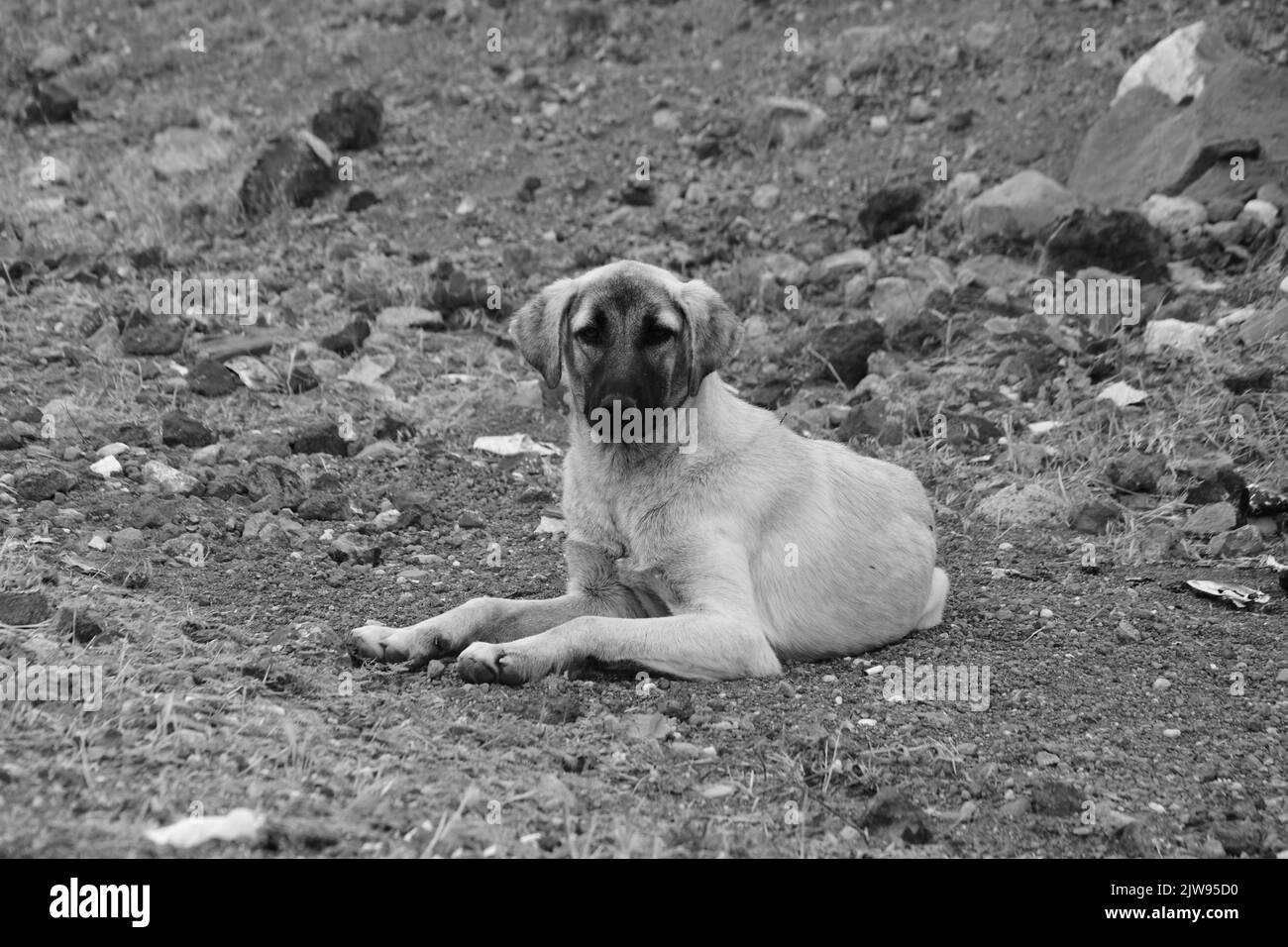 A view of a homeless dog lying among stones in grayscale Stock Photo ...