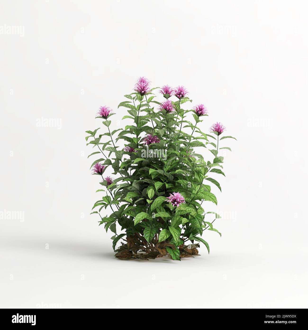 3d illustration of justicia carnea tree isolated on white background ...