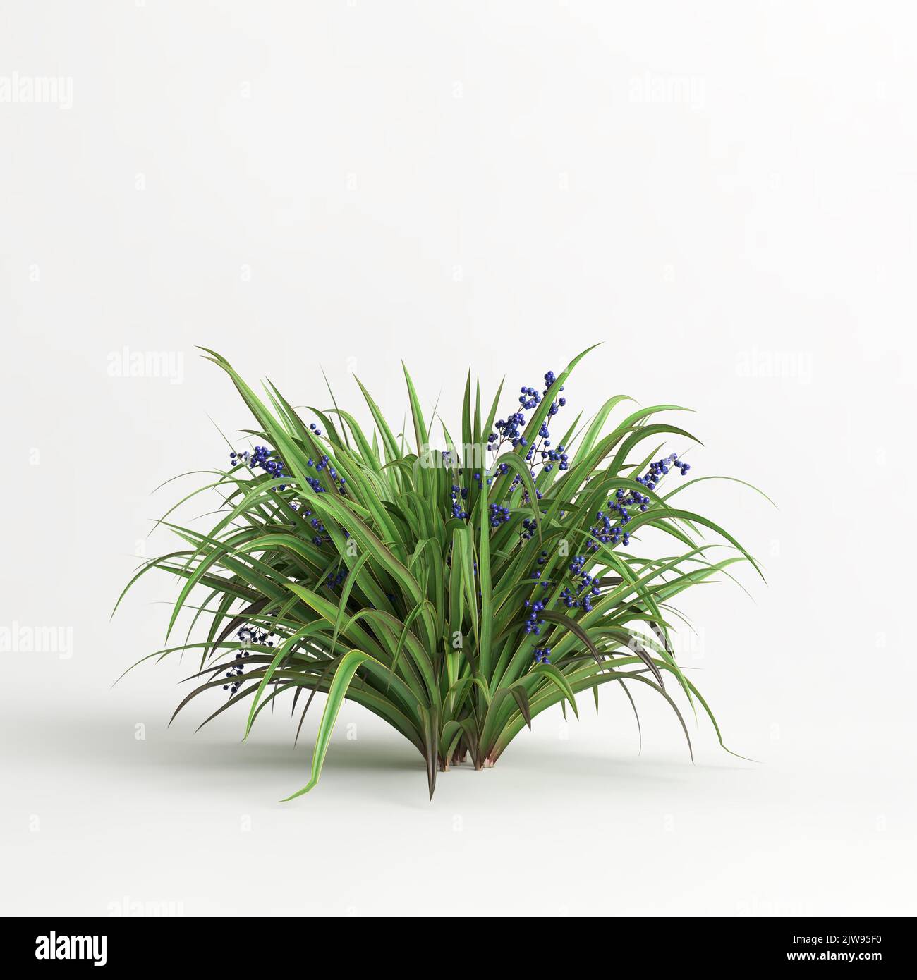 3d illustration of set dianella tasmanica bush isolated on white ...