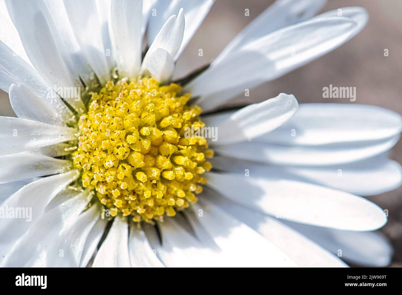 White Macro Daisy Shot Stock Photo - Alamy