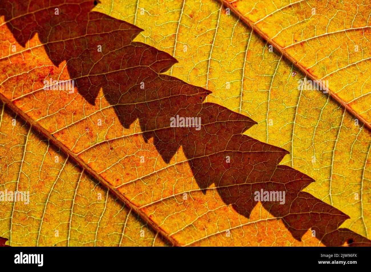 Autumn leaves back lit Stock Photo - Alamy