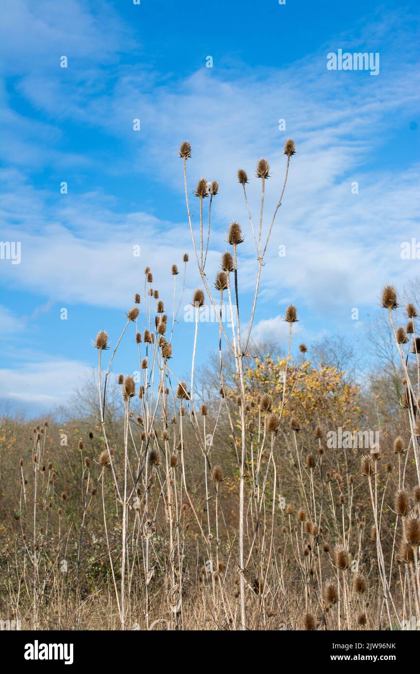 Dry Dipsacus Sativus flowerhead in winter Stock Photo - Alamy