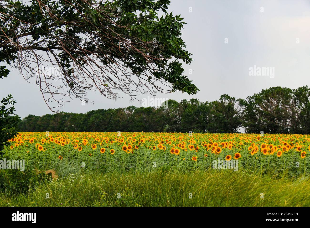 Sunflower field. A lot of yellow sunflower under a big tree on the ...